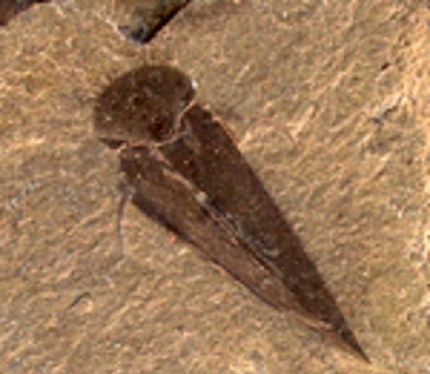 Mollusks | Utah's Cambrian Life