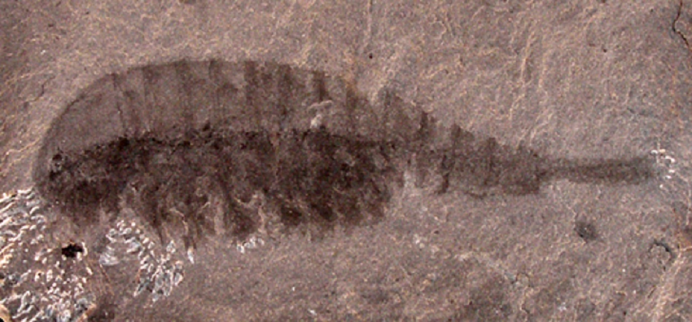 Utah's Cambrian Life | Utah's Cambrian Life