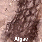 Algae | Utah's Cambrian Life