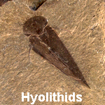 Hyolithids | Utah's Cambrian Life